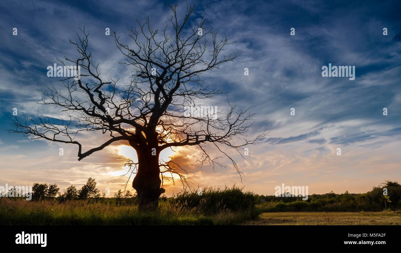 a dead tree in the sunrise on a summer meadow Stock Photo - Alamy