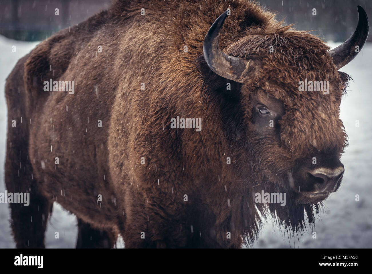 European bison in animal Show Reserve in Bialowieza village located in ...