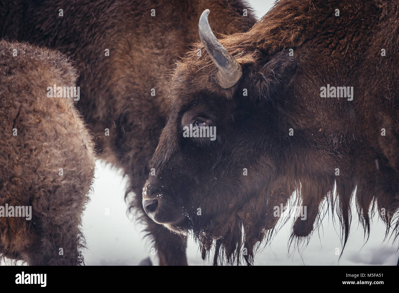 Herd of European bison in animal Show Reserve in Bialowieza village ...