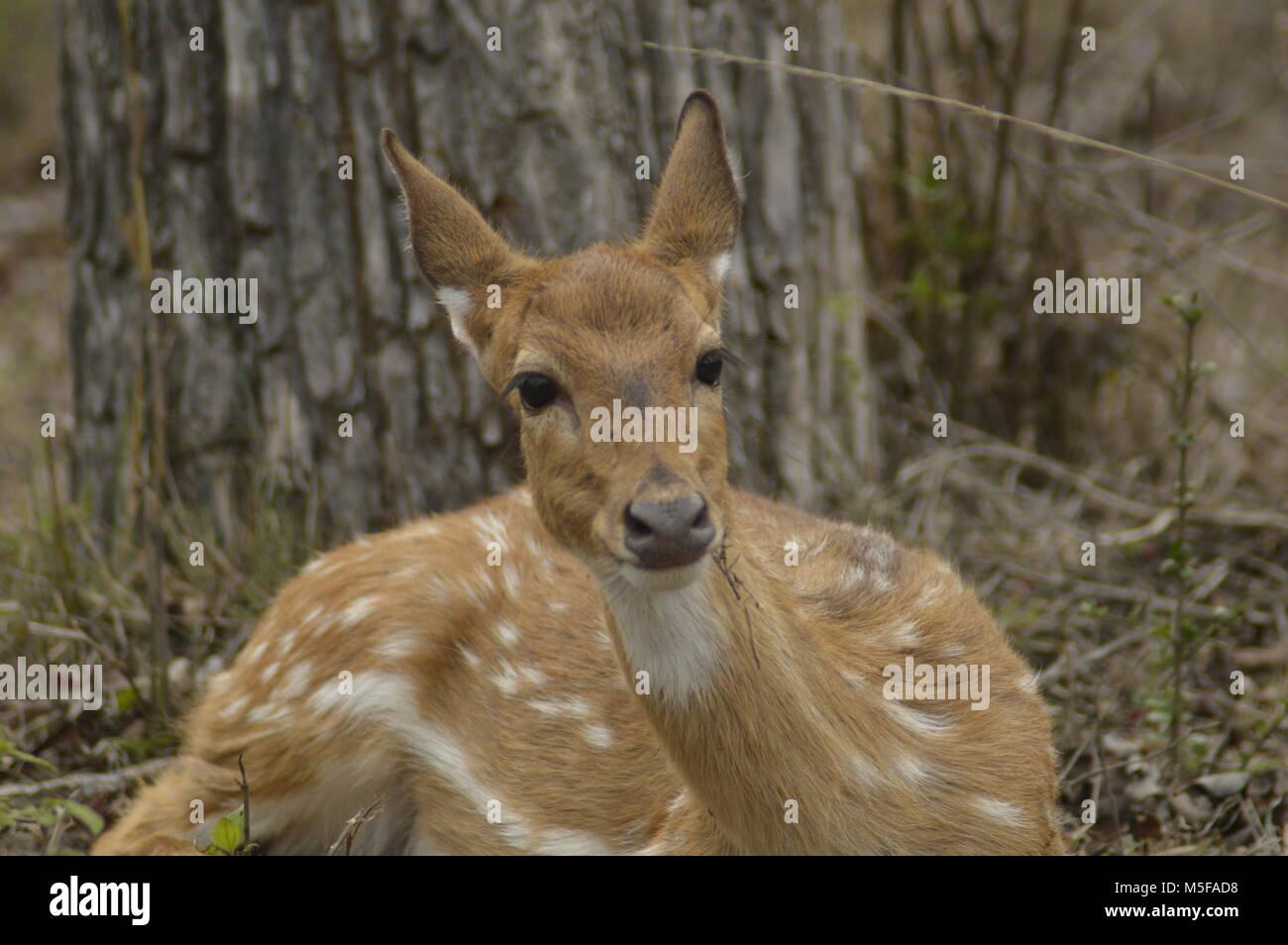 Dsd hi-res stock photography and images - Alamy