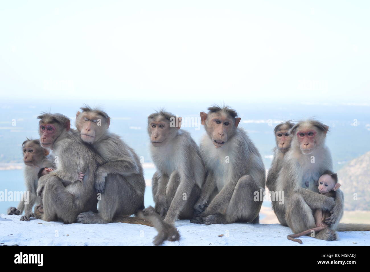 smiling monkeys,leaning on each other,caring for each other .taking ...