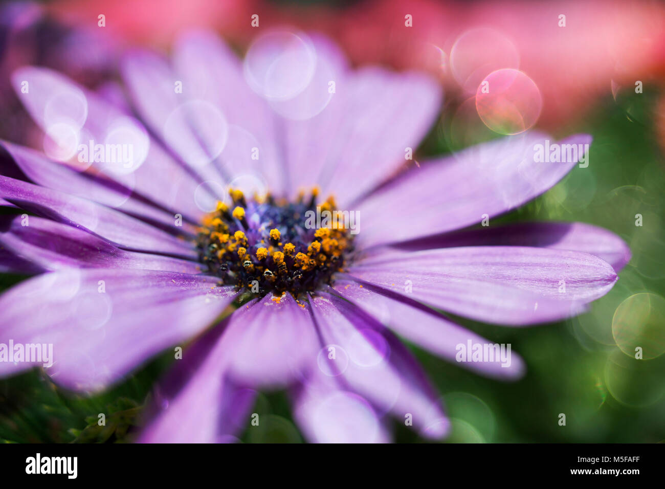 Nice bokeh hi-res stock photography and images - Alamy
