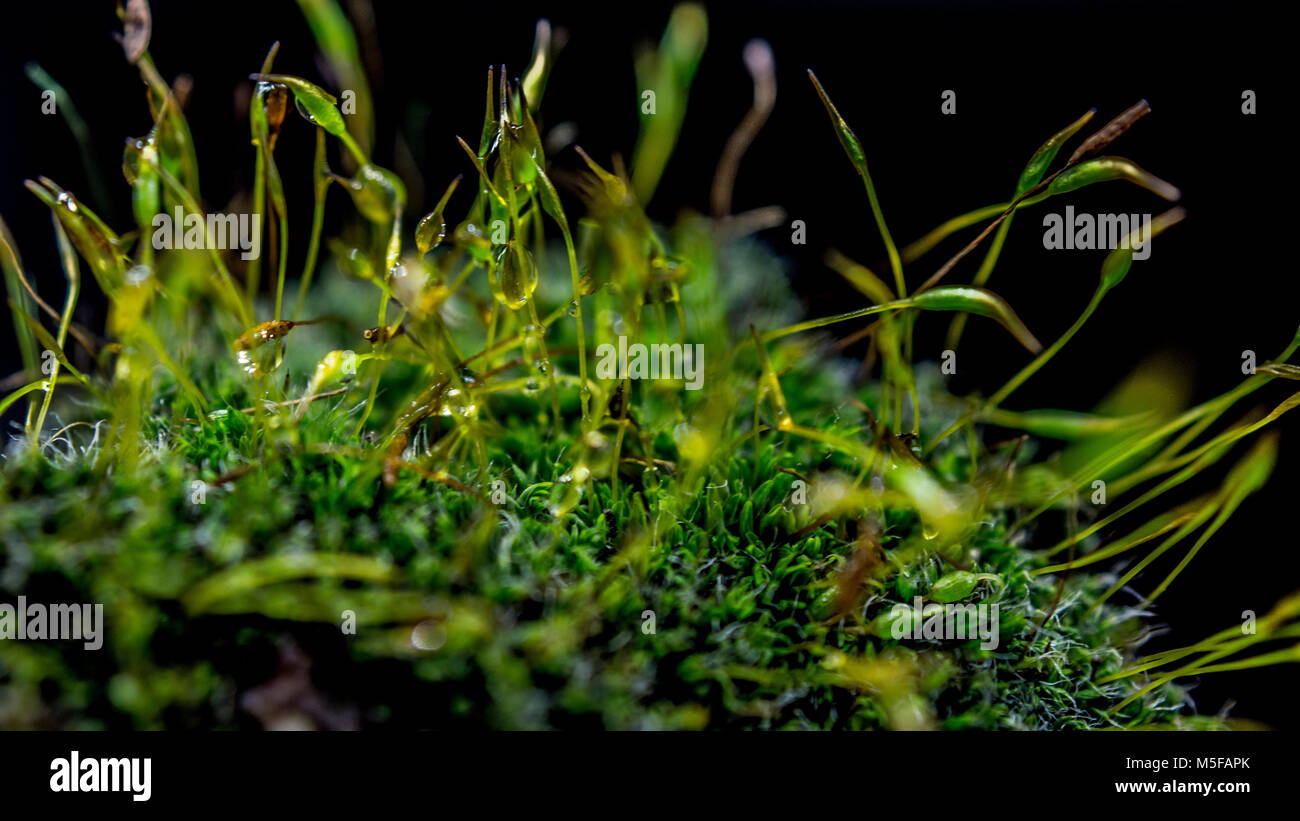 Moss earth hi-res stock photography and images - Alamy