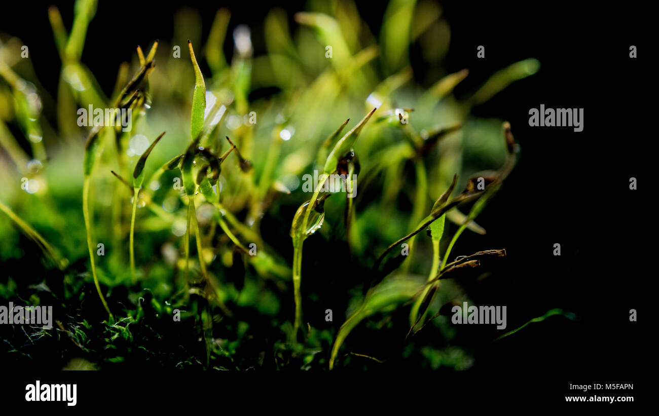 Moss earth hi-res stock photography and images - Alamy