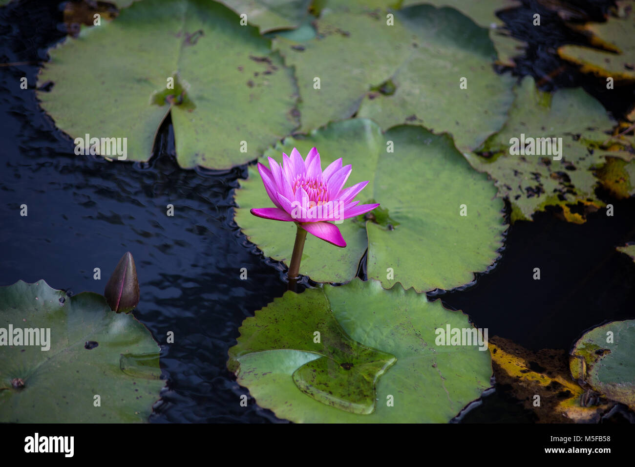 River with pink lotus flowers hi-res stock photography and images - Alamy