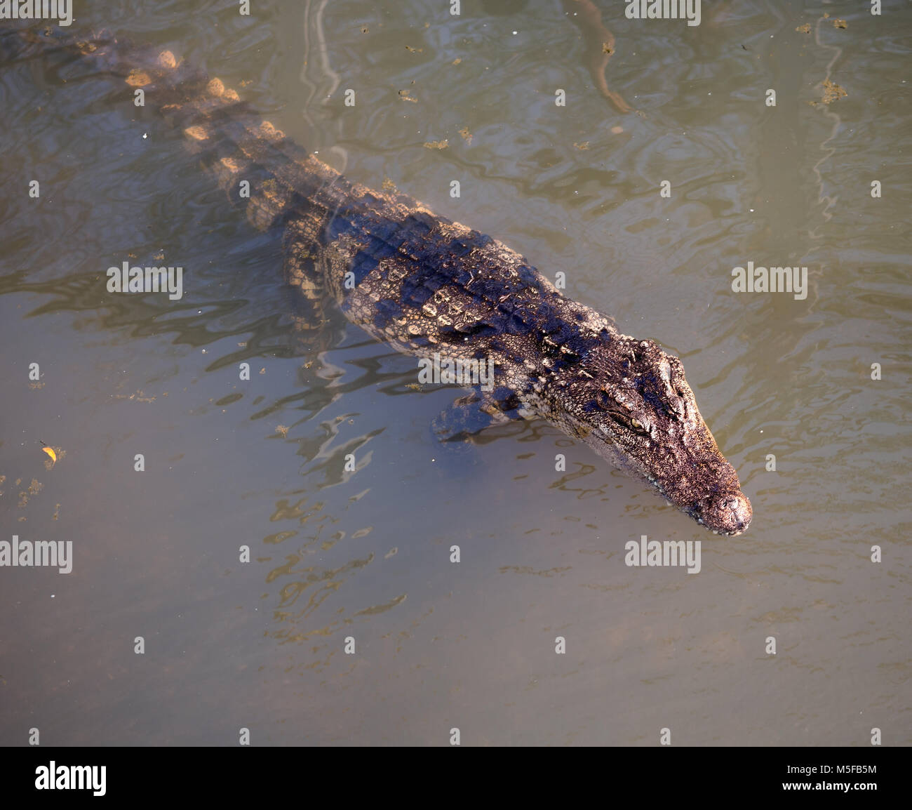 Crocodiles hunting hi-res stock photography and images - Alamy