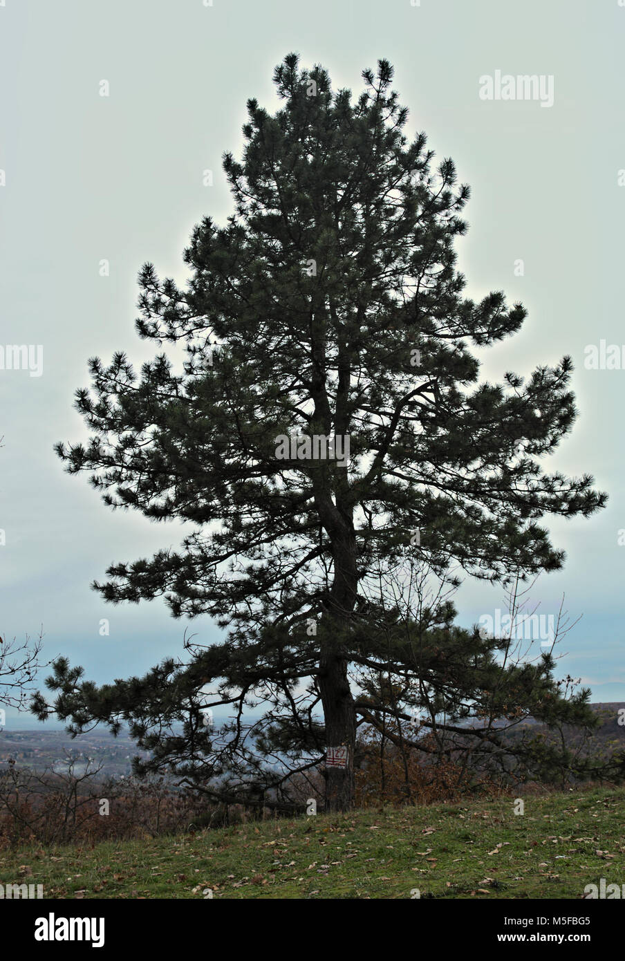 Conifer tree hi-res stock photography and images - Alamy