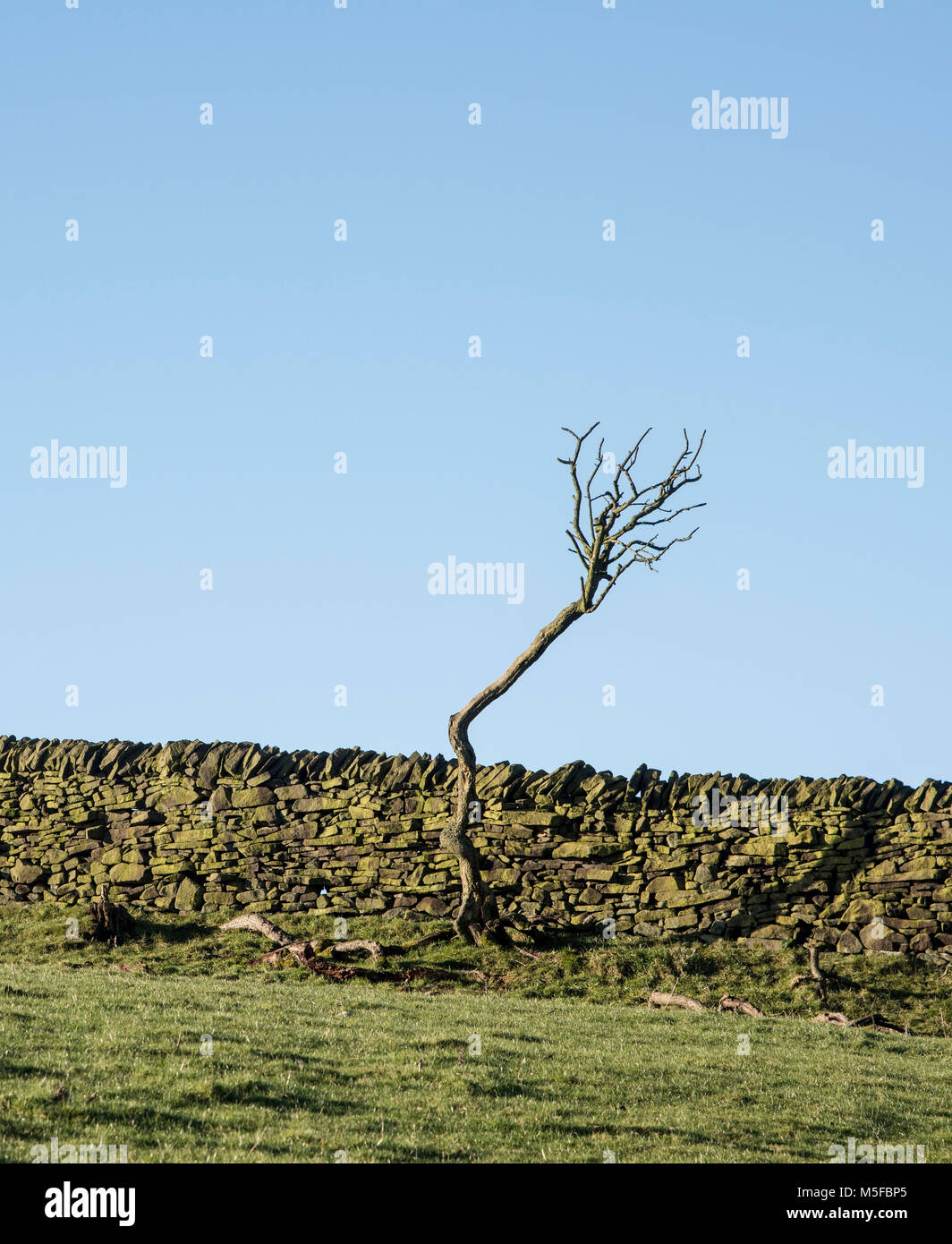 Stunted growth hi-res stock photography and images - Alamy