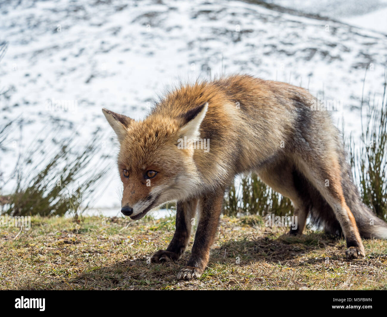 Cute red fox (Vulpes vulpes) ready to hunt Stock Photo - Alamy