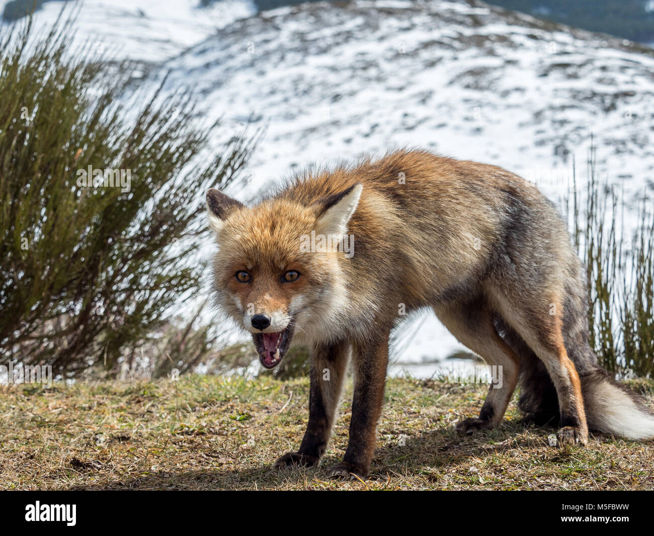 Happy fox hi-res stock photography and images - Alamy