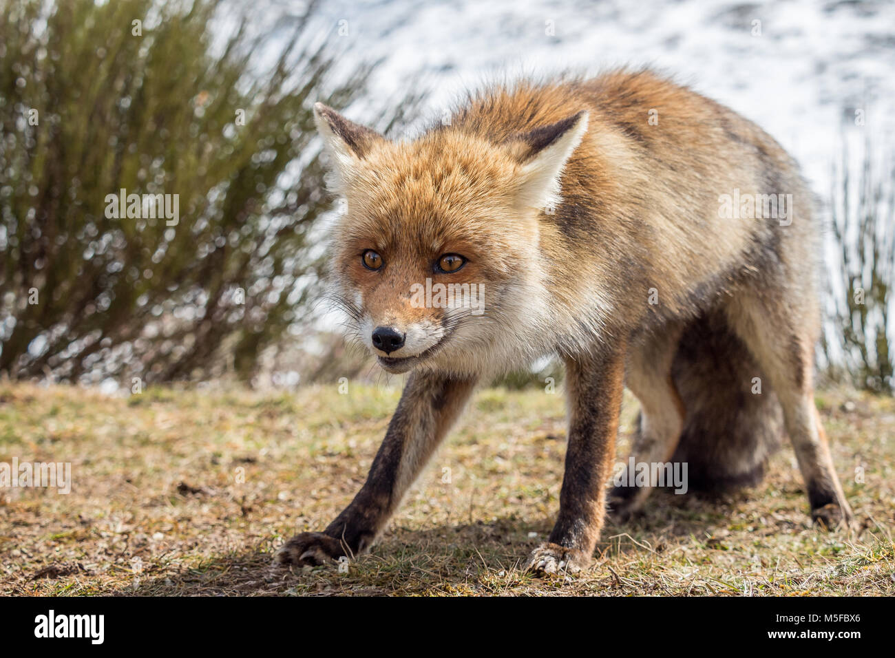 Red fox (Vulpes vulpes) caught in the act Stock Photo - Alamy