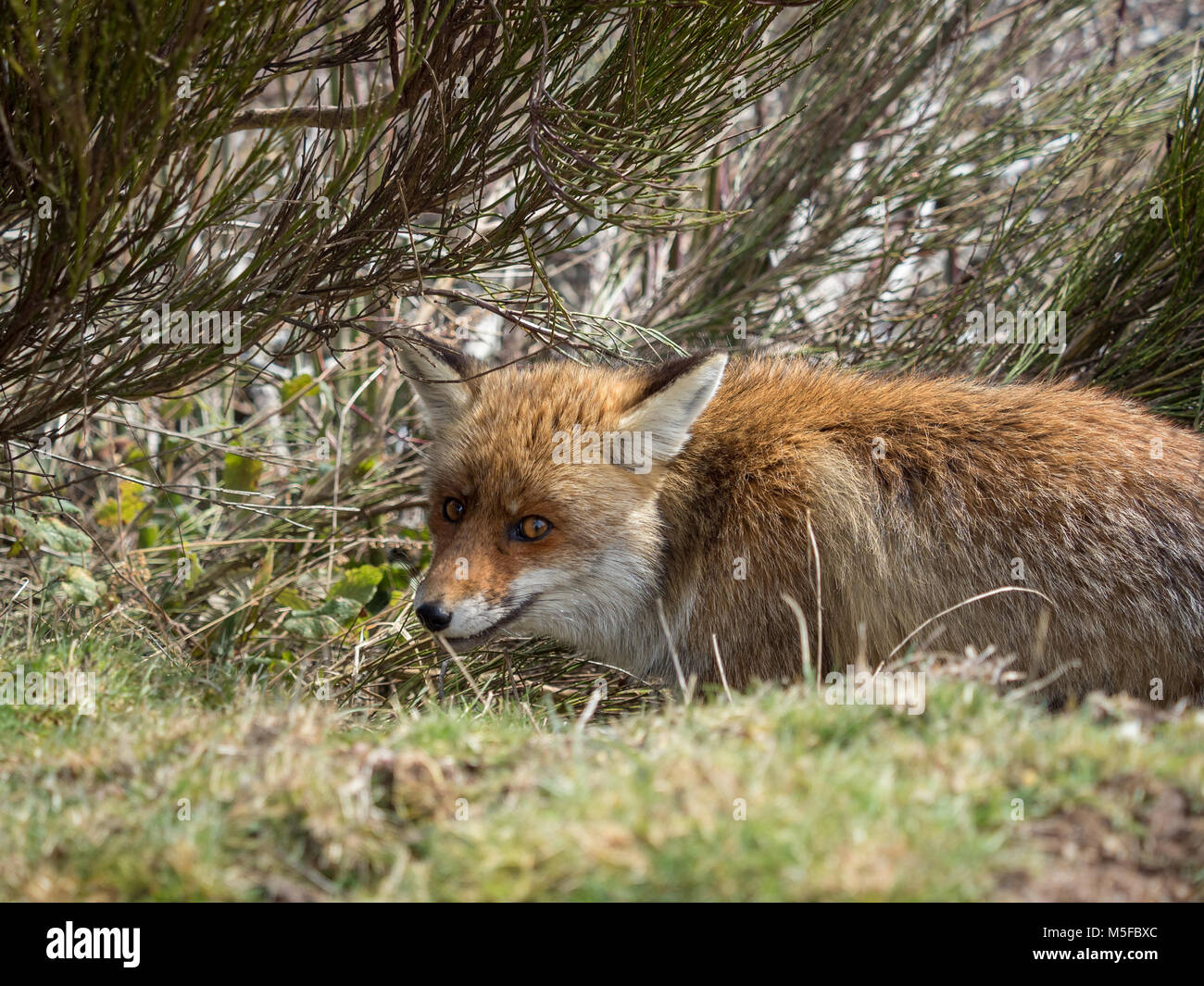 Cute red fox (Vulpes vulpes) hidden and crouched down Stock Photo - Alamy