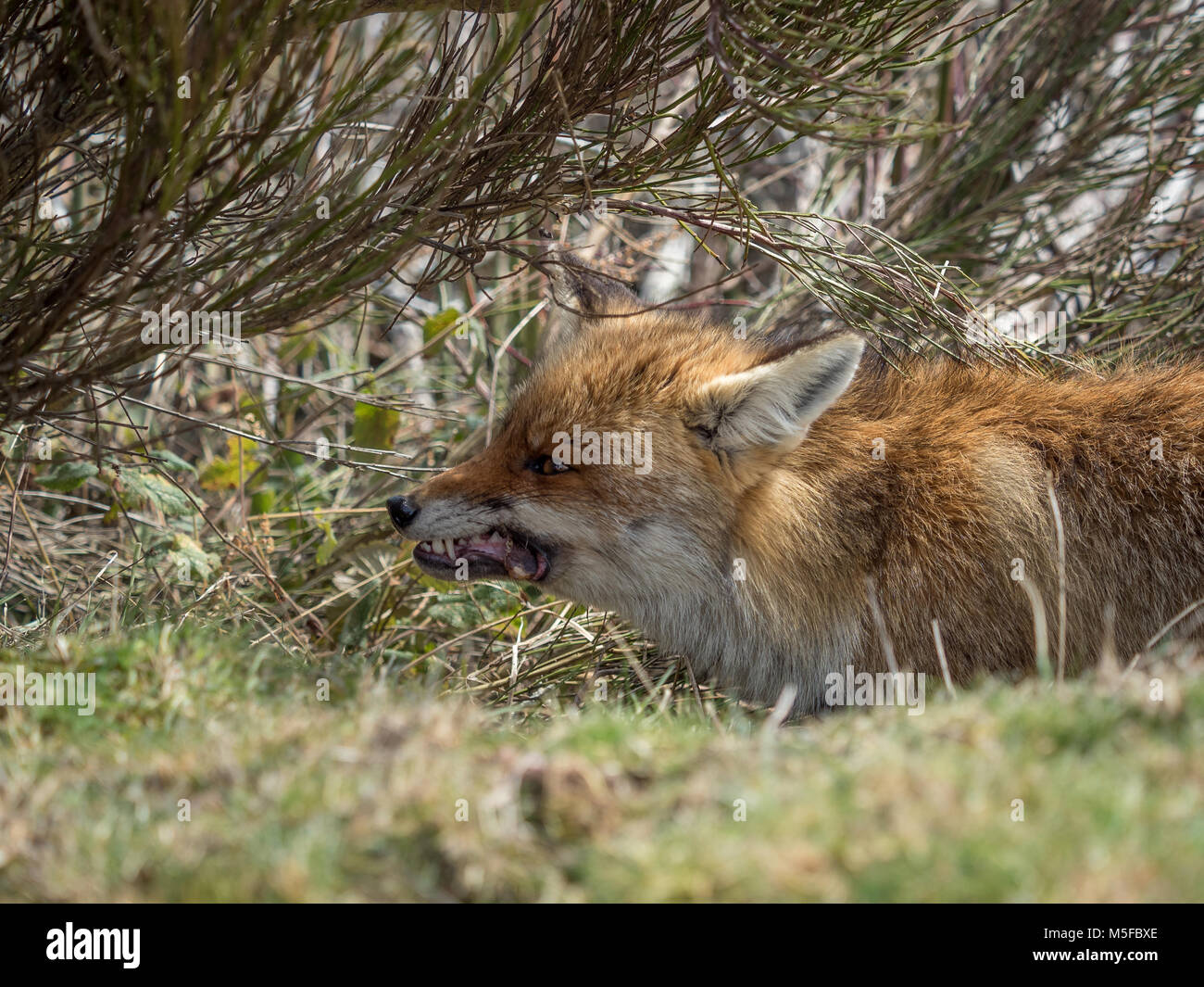 Red fox (Vulpes vulpes) eating and scrunching Stock Photo - Alamy