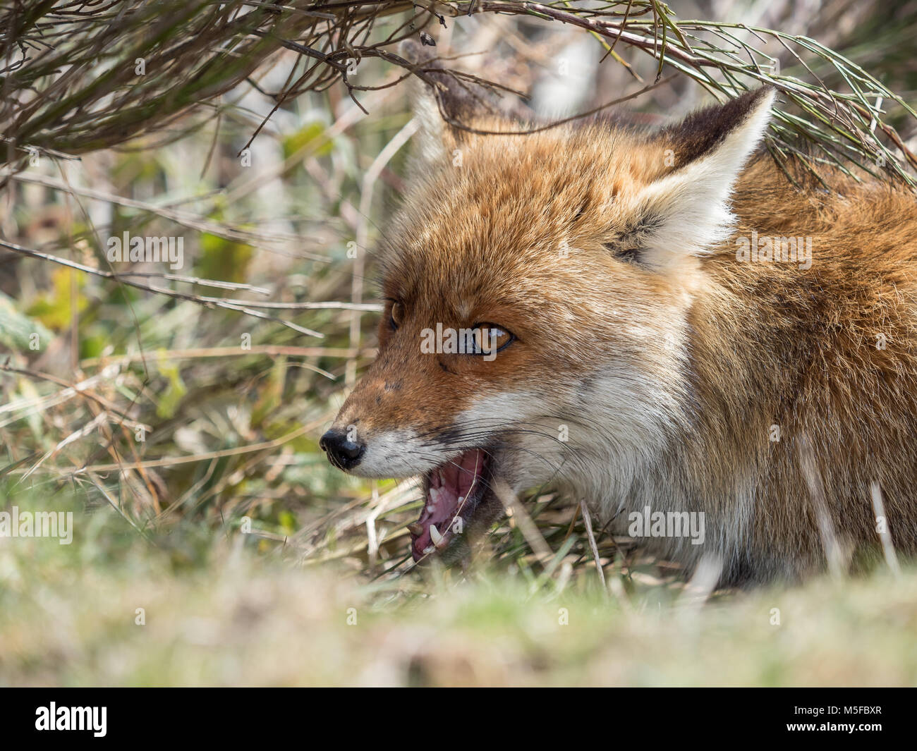 Cute red fox (Vulpes vulpes) hidden and crouched down Stock Photo - Alamy