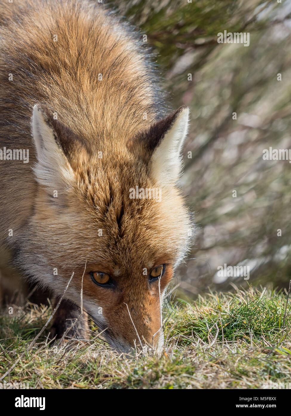 Cute Red Fox Animal