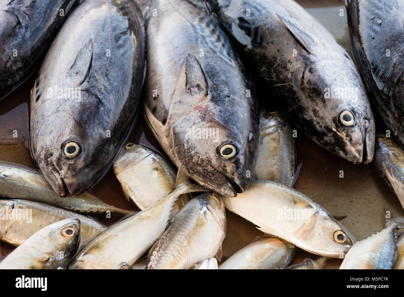 Closeup of fish on a market in Malaysia Stock Photo - Alamy