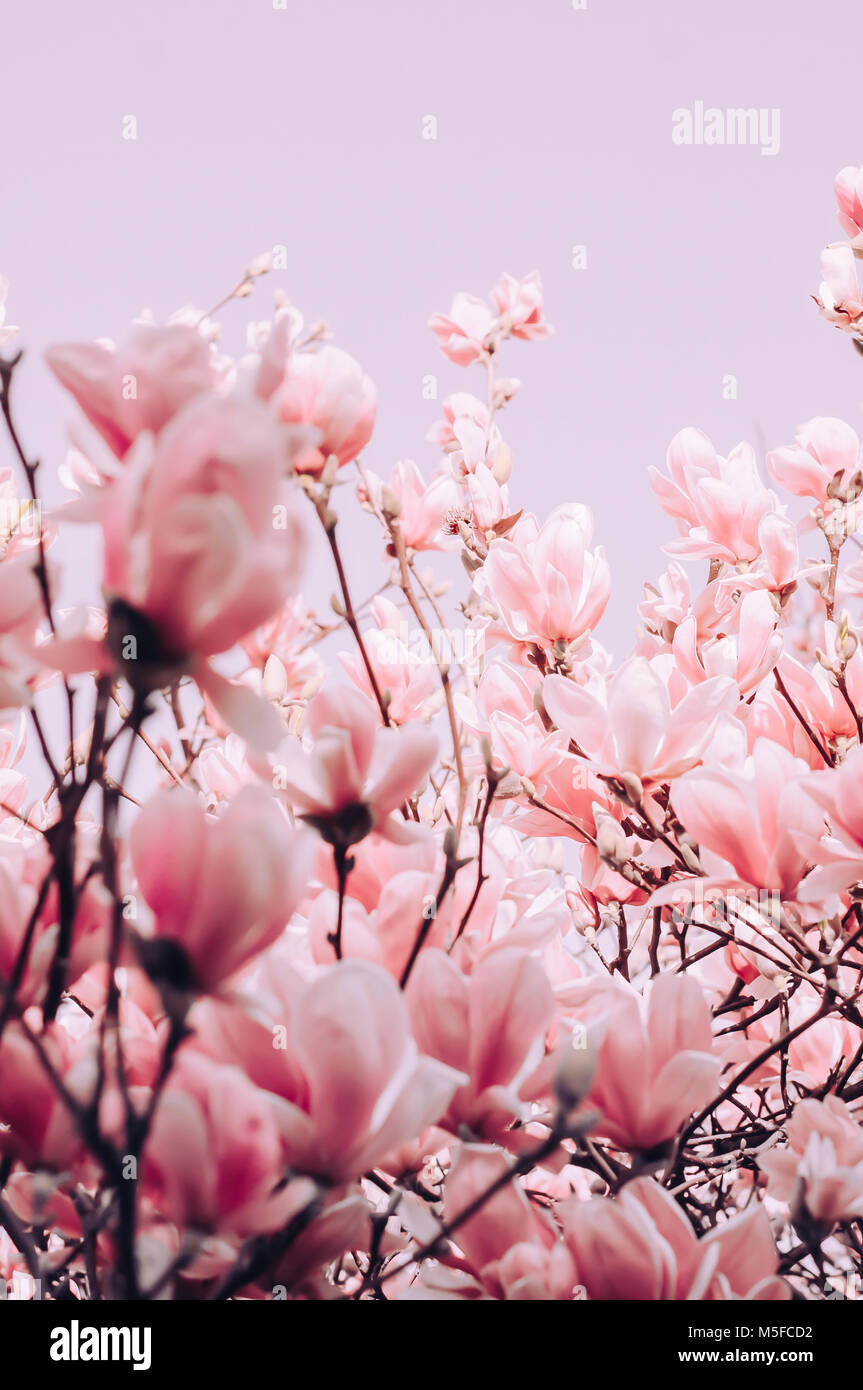 Pink Flower Tree Detail Stock Photo - Alamy