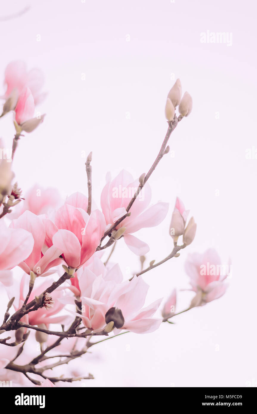 Pink Flower Tree Detail Branch Stock Photo - Alamy