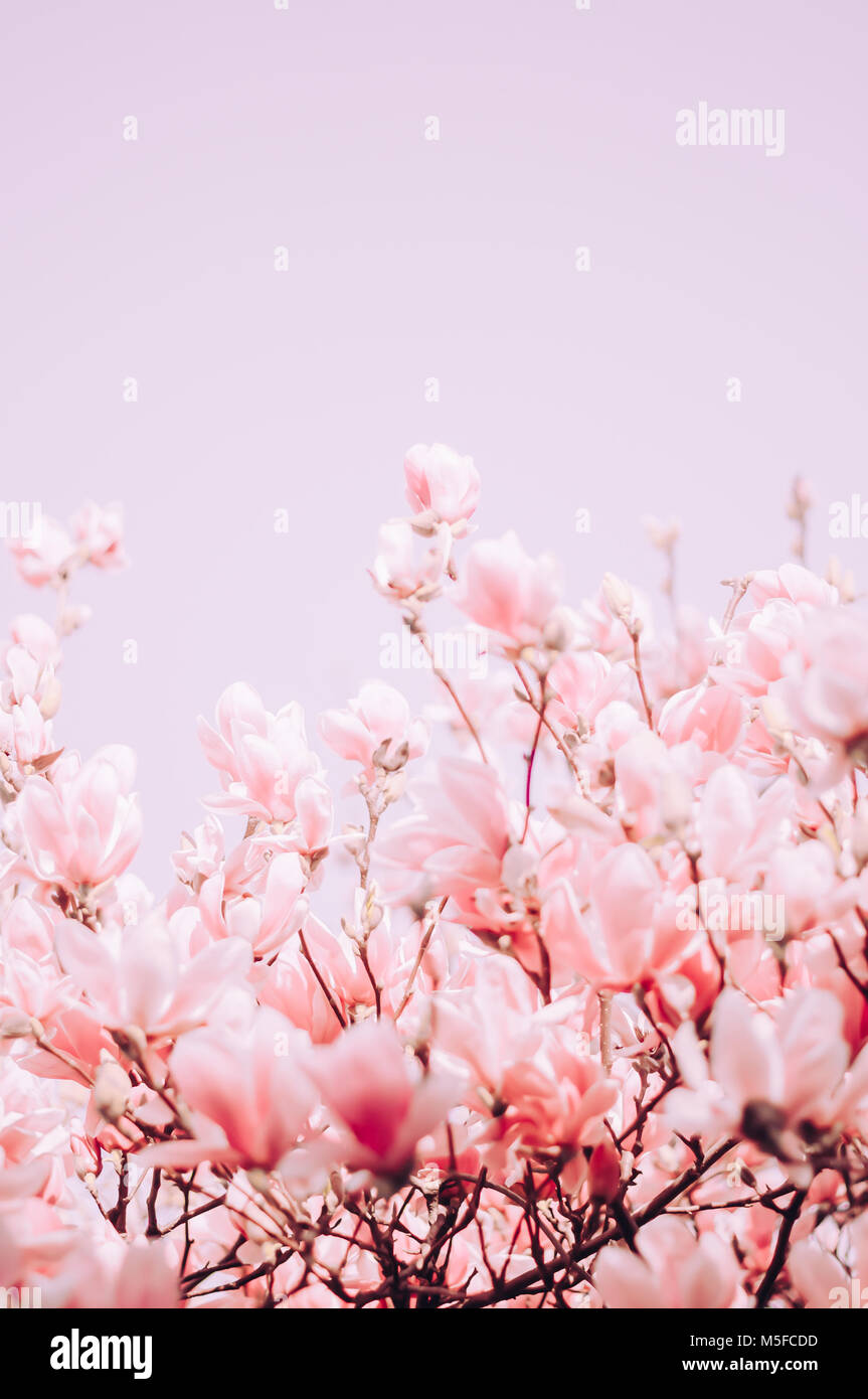 Pink Flower Tree Detail Stock Photo - Alamy