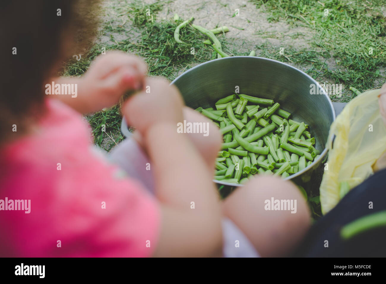 A young girl child snaps fresh green beans into a pot Stock Photo - Alamy