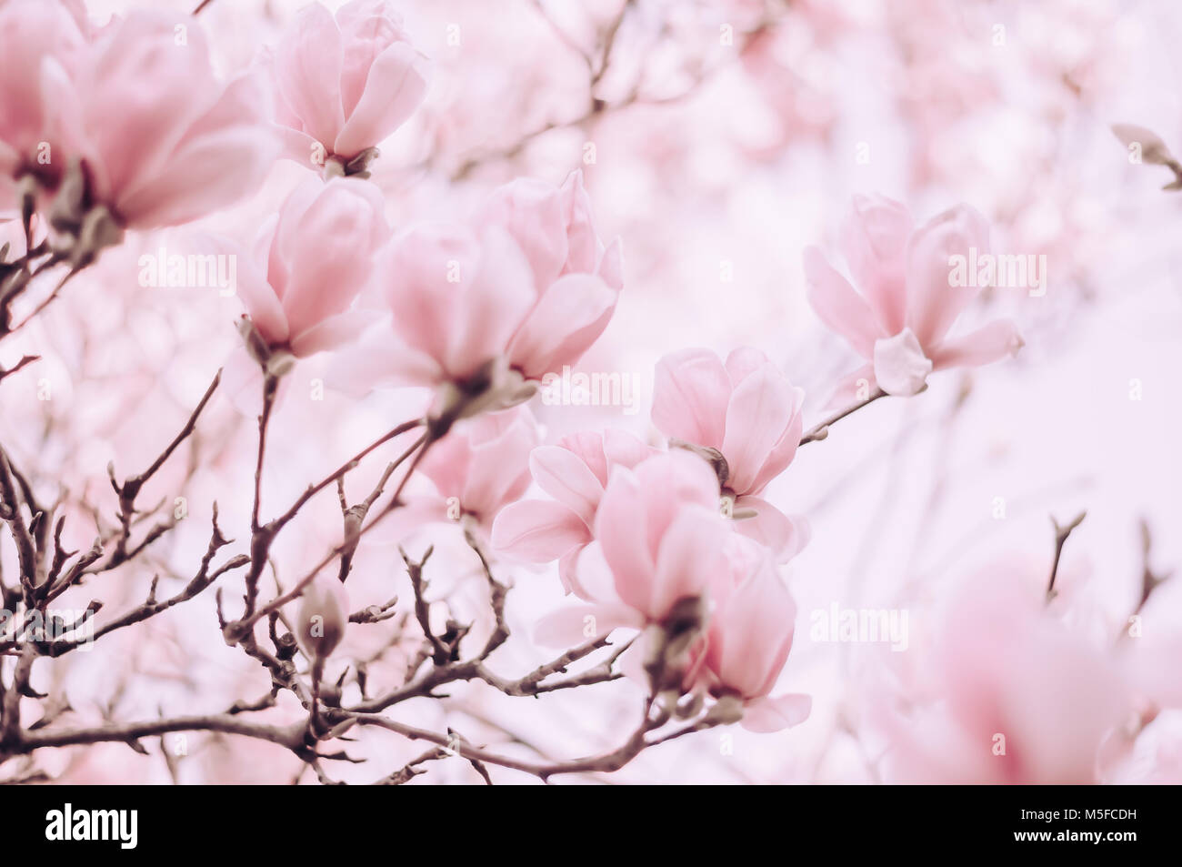 Pink Flower Tree Detail Stock Photo - Alamy