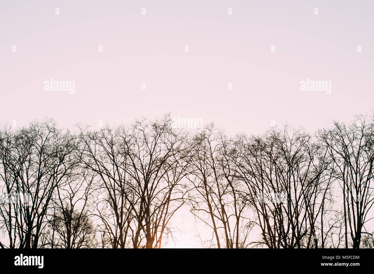 Top Trees Branches Stock Photo - Alamy