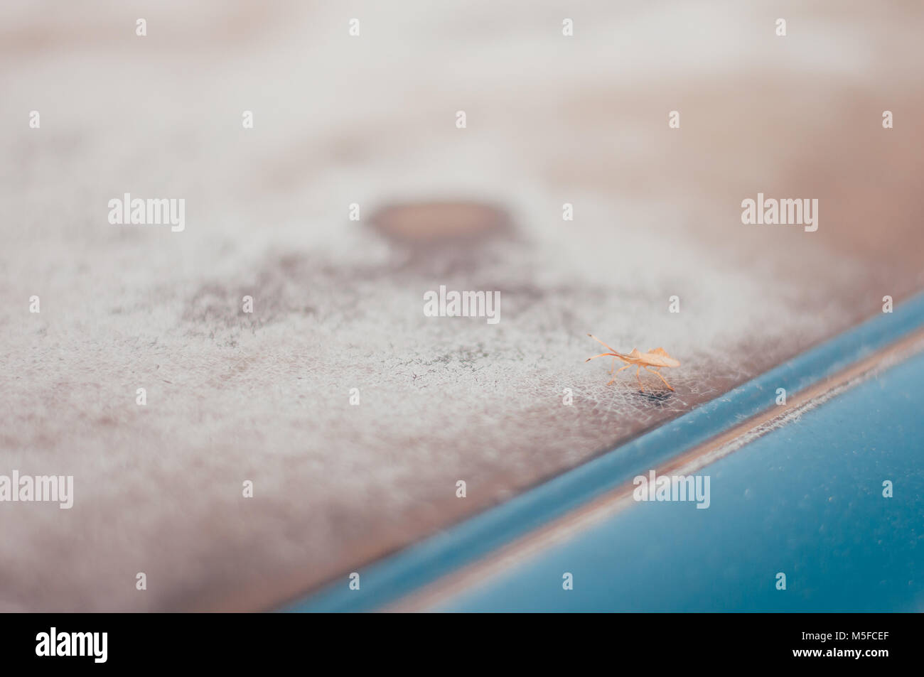 Single Bug Bokeh Background Stock Photo - Alamy