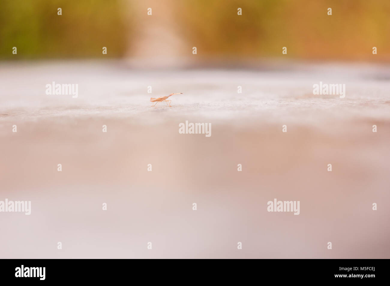 Single Bug Bokeh Background Stock Photo - Alamy