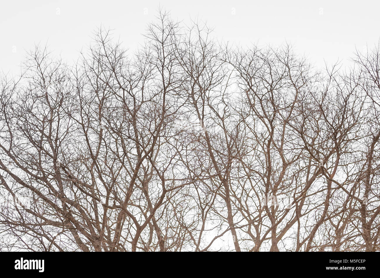 Big Top Trees Branches Stock Photo - Alamy