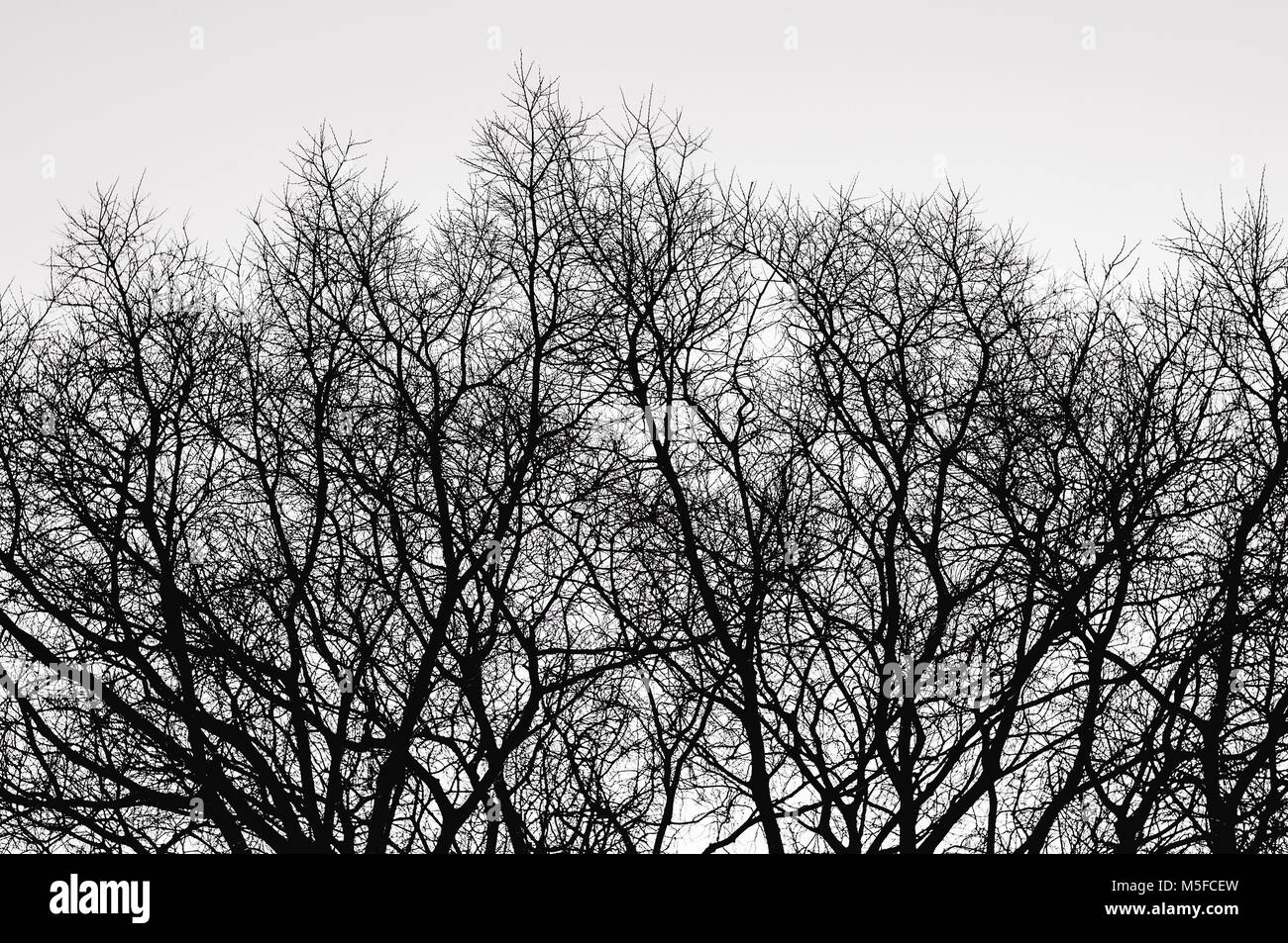 Top Trees Branches Silhouette Stock Photo - Alamy