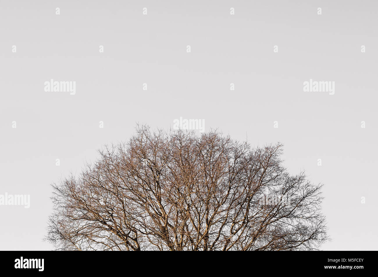 Symetrical Round Top Trees Branches Stock Photo - Alamy