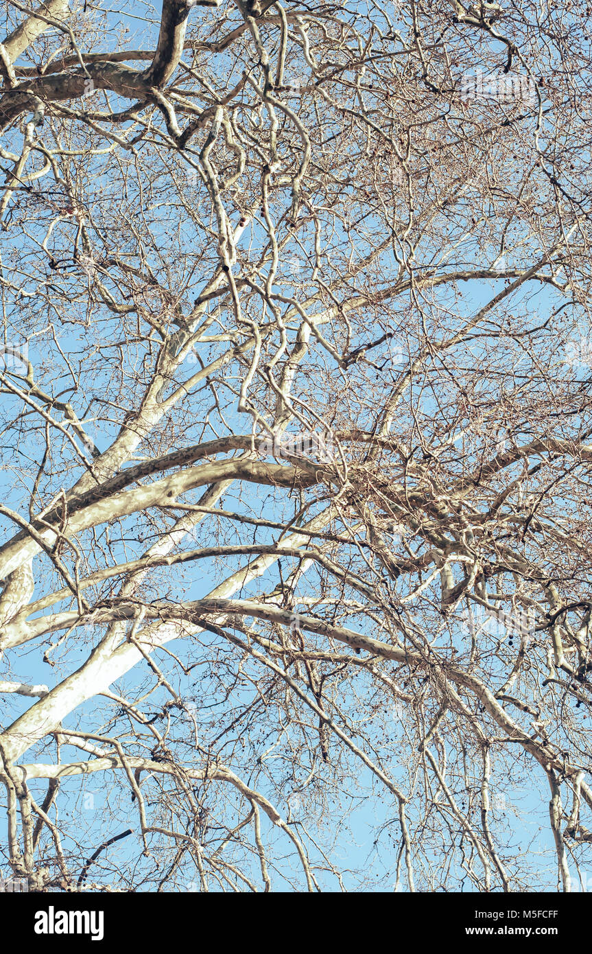 Top Trees Branches Texture Stock Photo - Alamy