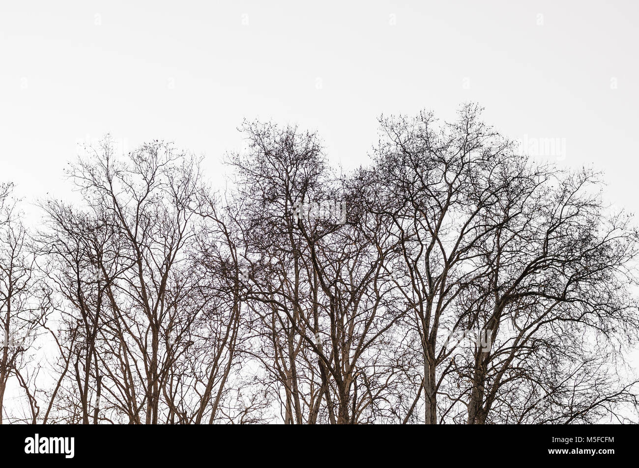 Top Trees Branches Stock Photo - Alamy