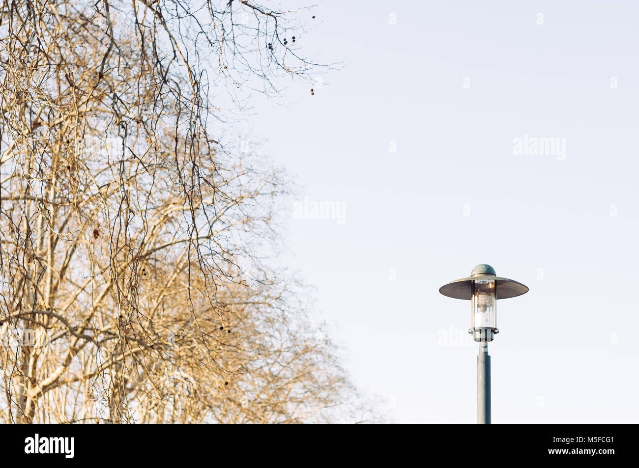 Top Trees Branches with Street Lamp Stock Photo - Alamy