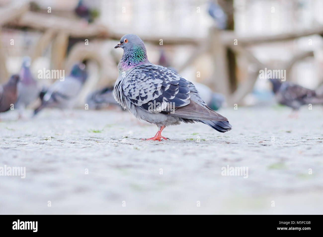 Isolated Grey Pigeon Stock Photo - Alamy