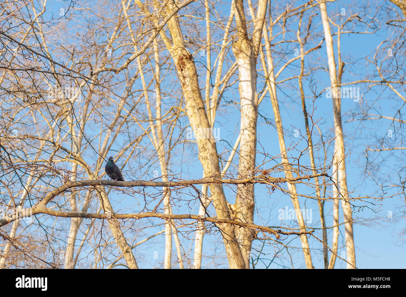 Single Black Bird on a Tree Branch in Blue Clean Sky Stock Photo - Alamy
