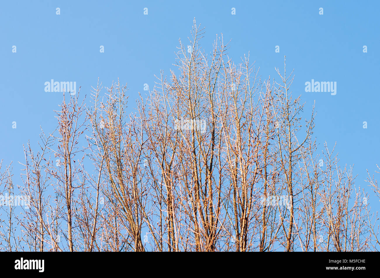 Top Trees Branches in Blue Clean Sky Stock Photo - Alamy