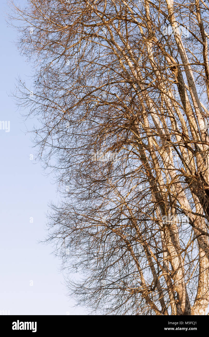 Top Trees Branches Stock Photo - Alamy