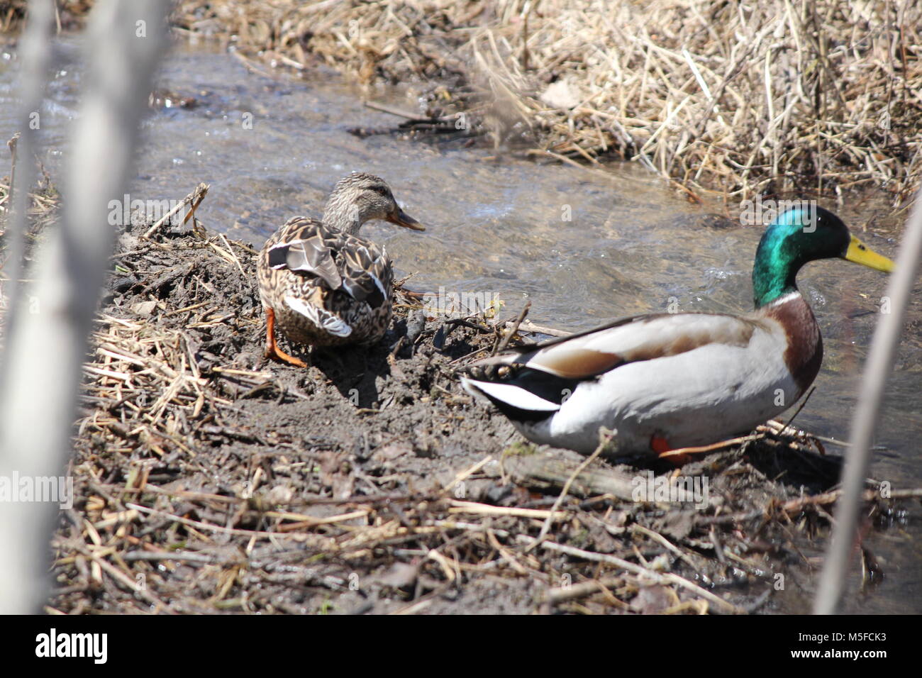 Mallard Ducks (Drake & Hen) standing beside a ditch full of water Stock ...