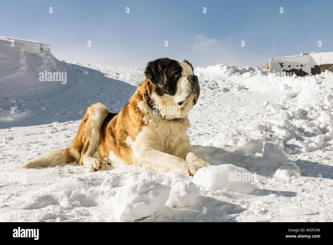 Saint bernard dogs in snow hi-res stock photography and images - Alamy