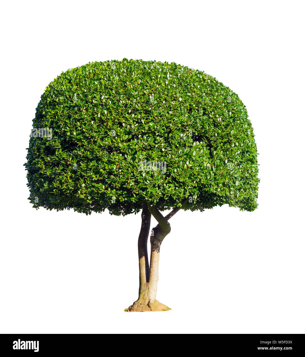 A tree with a dense crown. Stranded park bush with green foliage ...