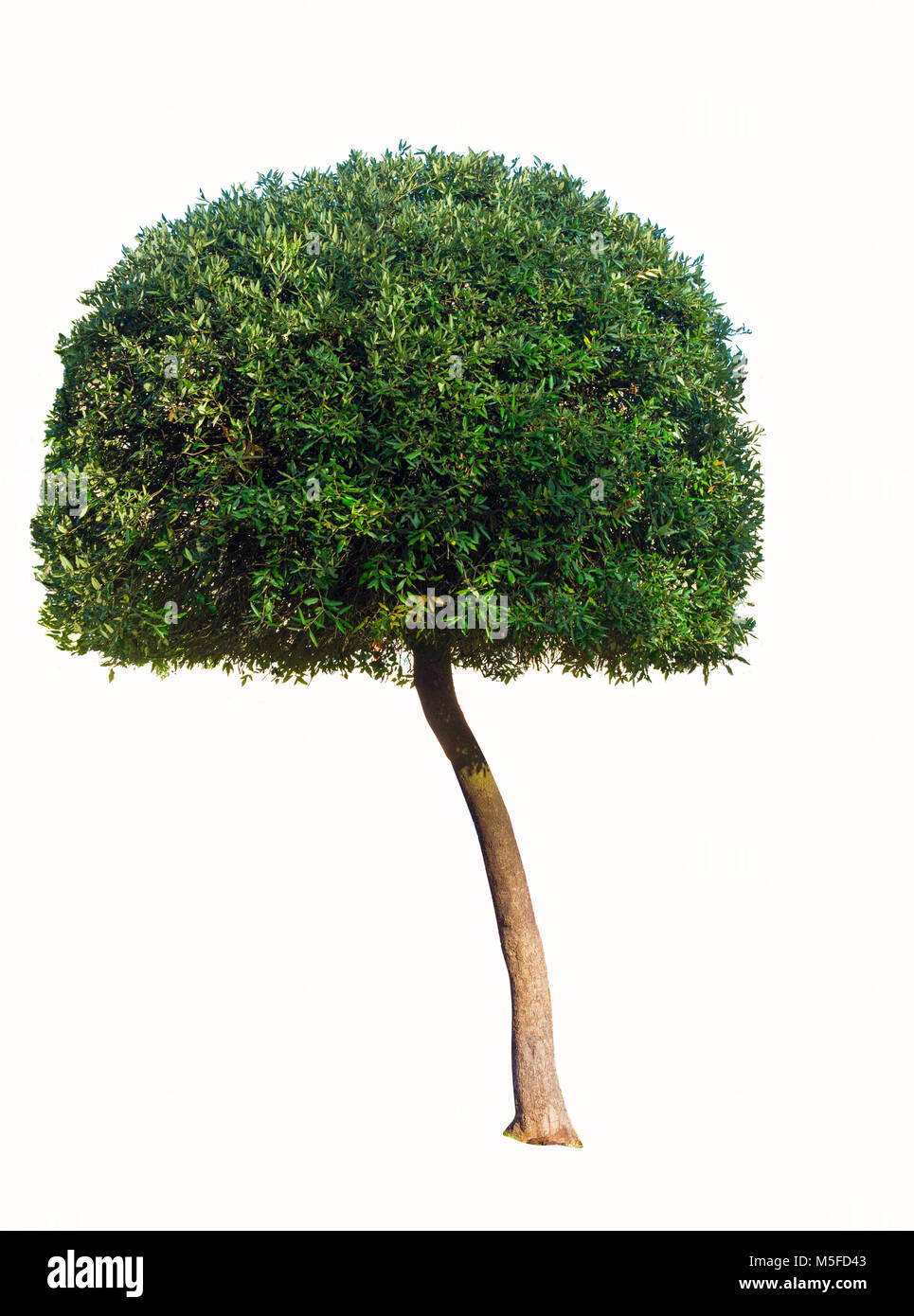 A tree with a dense crown. Stranded park bush with green foliage ...