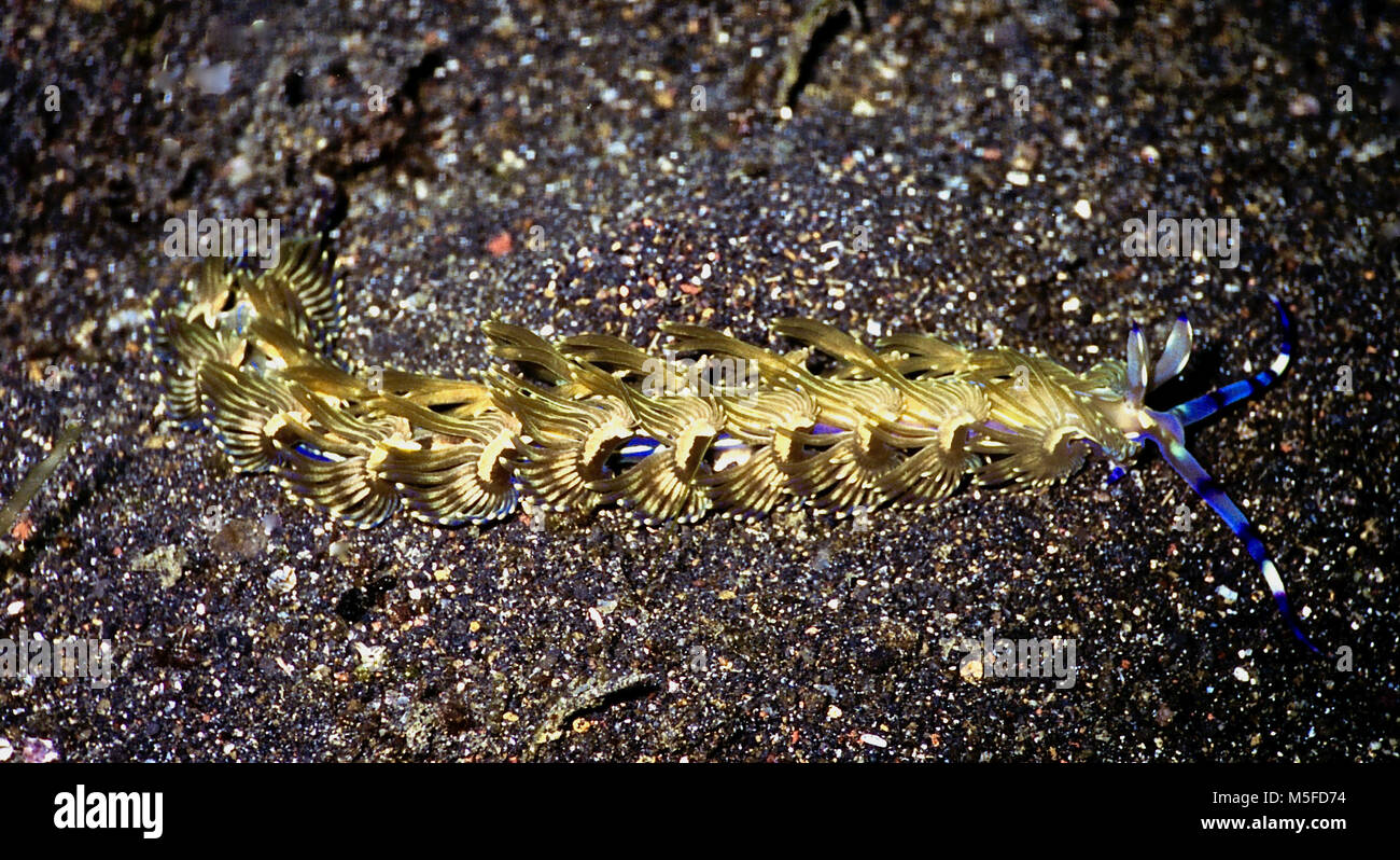 On land, slugs are not generally celebrated for their beauty. Sea slugs ...