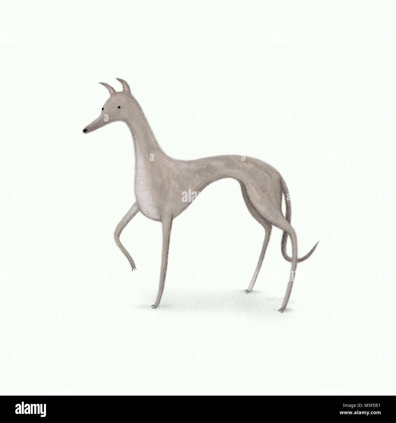Whippet dog illustration hi-res stock photography and images - Alamy