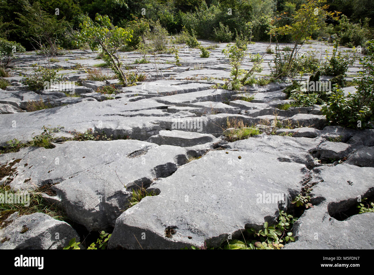 Limestone pavements and vegetation at Gait Barrows near Silverdale ...