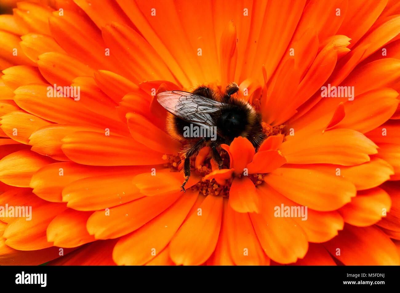 Bumblebee pollinating flower Stock Photo - Alamy