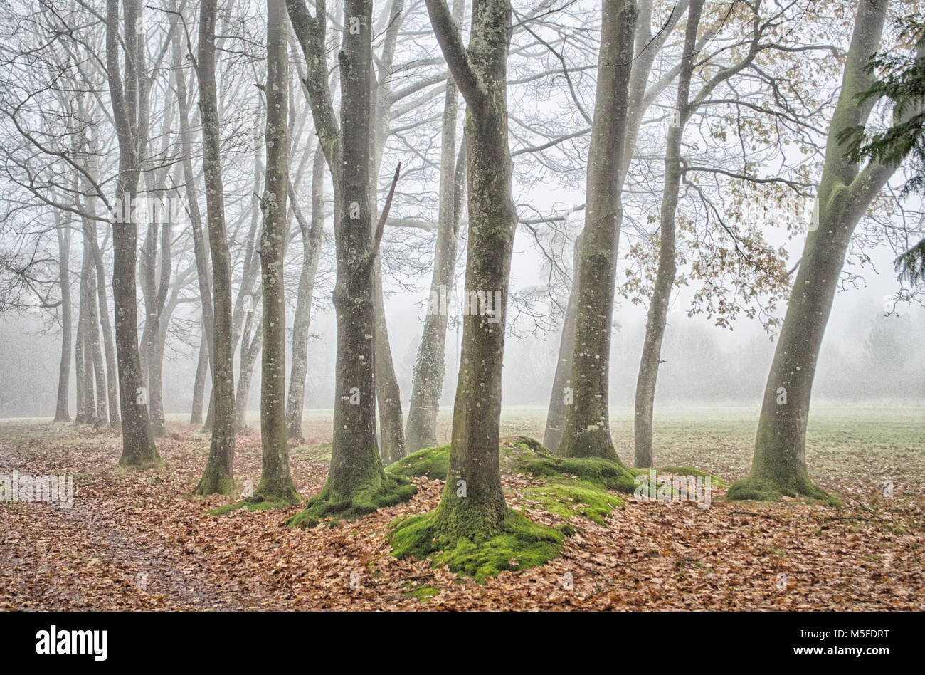 Trees in Fog Stock Photo - Alamy