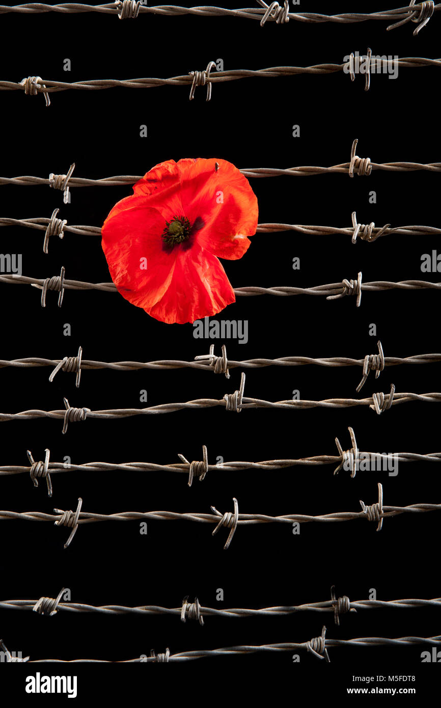 Ww1 poppy High Resolution Stock Photography and Images - Alamy