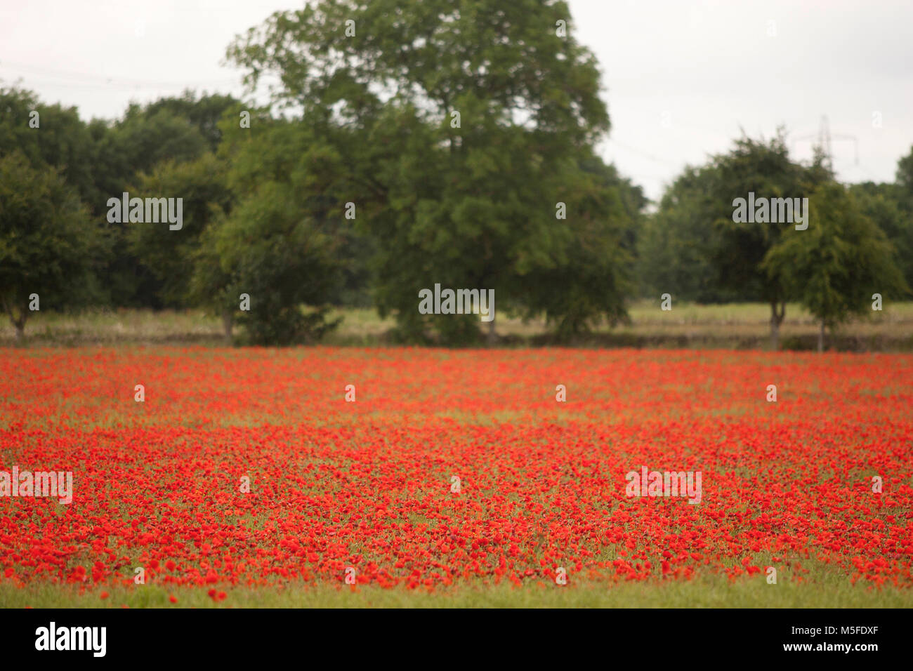 Poppy field in cotswolds england hi-res stock photography and images ...