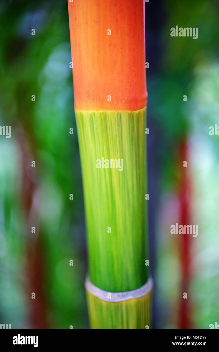 Multicolored Bamboo stems Stock Photo - Alamy